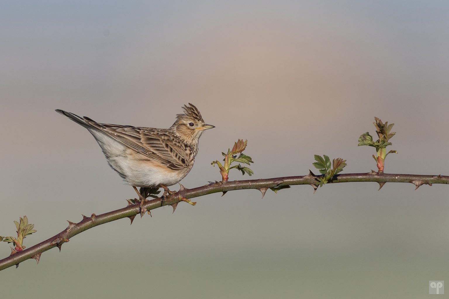 Lerchen - ZwischenRaumNatur