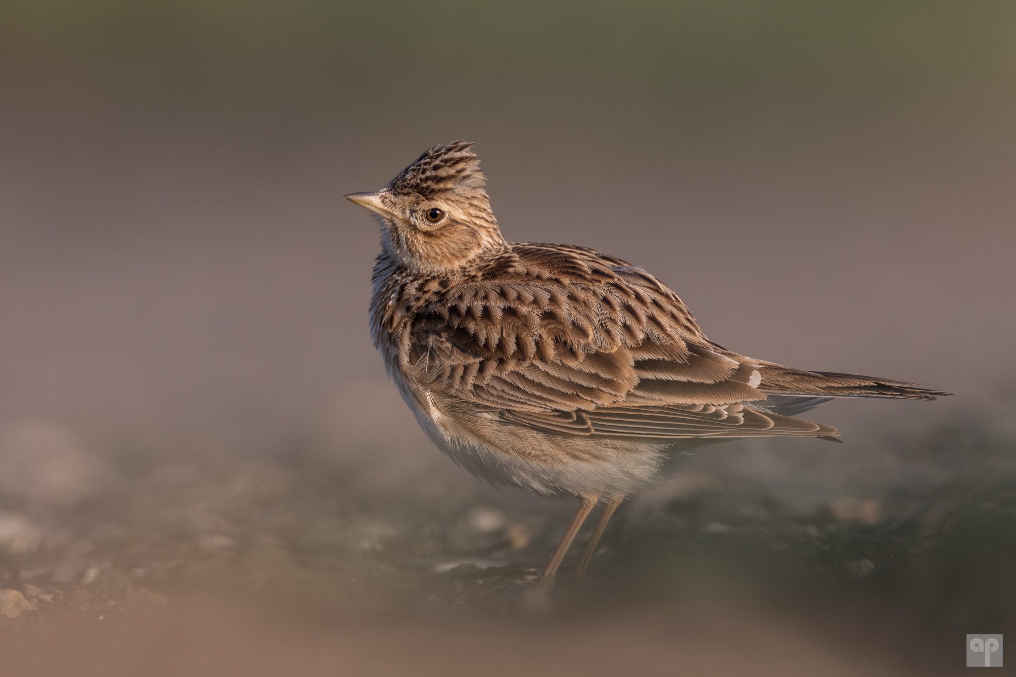 Lerchen - ZwischenRaumNatur