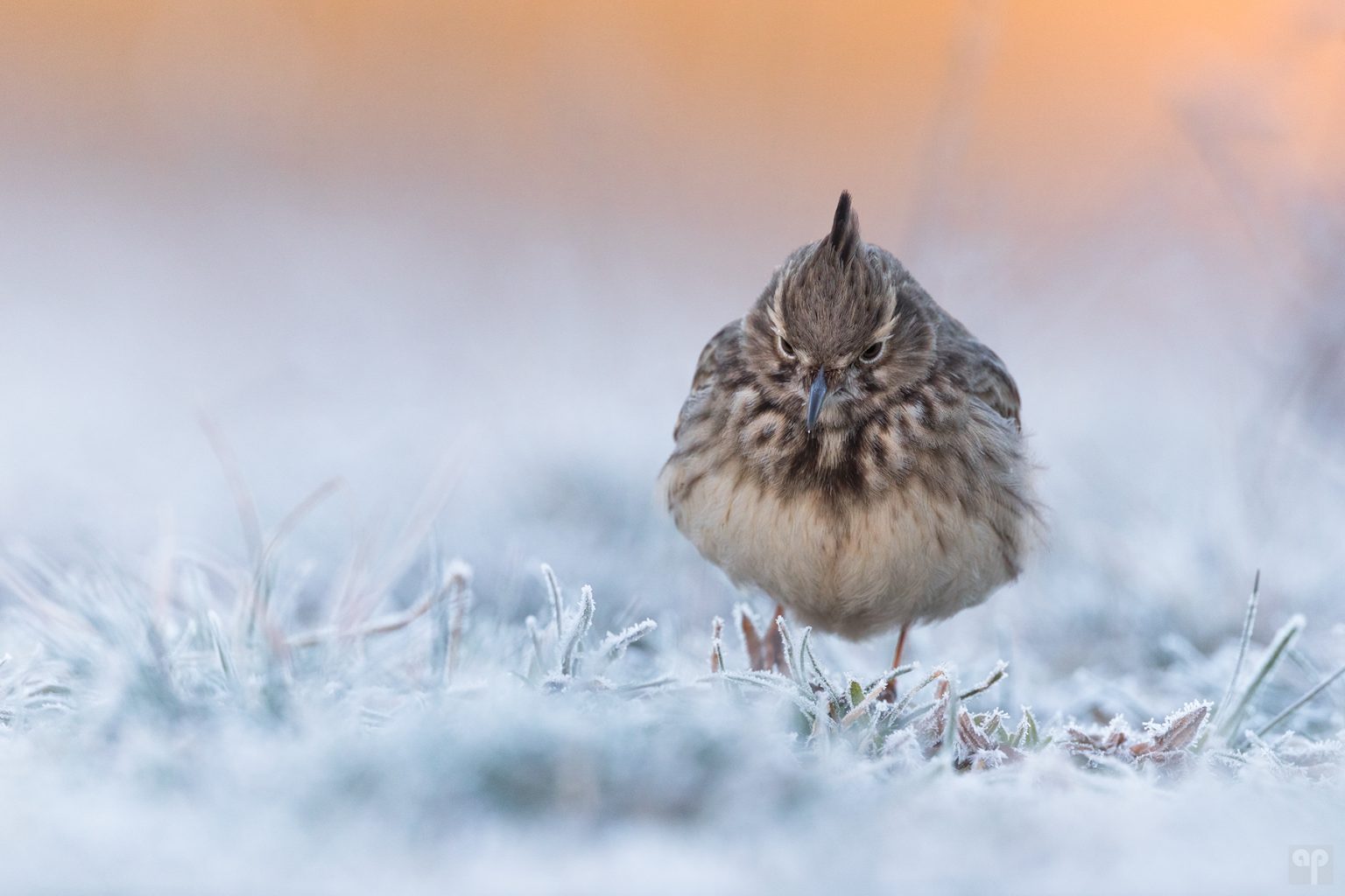 Lerchen - ZwischenRaumNatur
