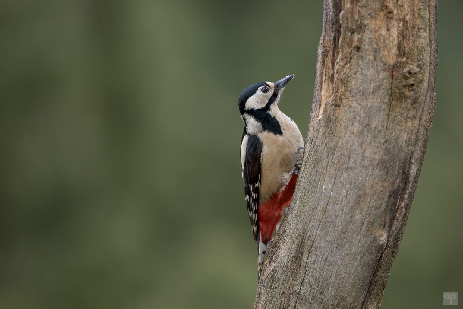 Spechte - ZwischenRaumNatur